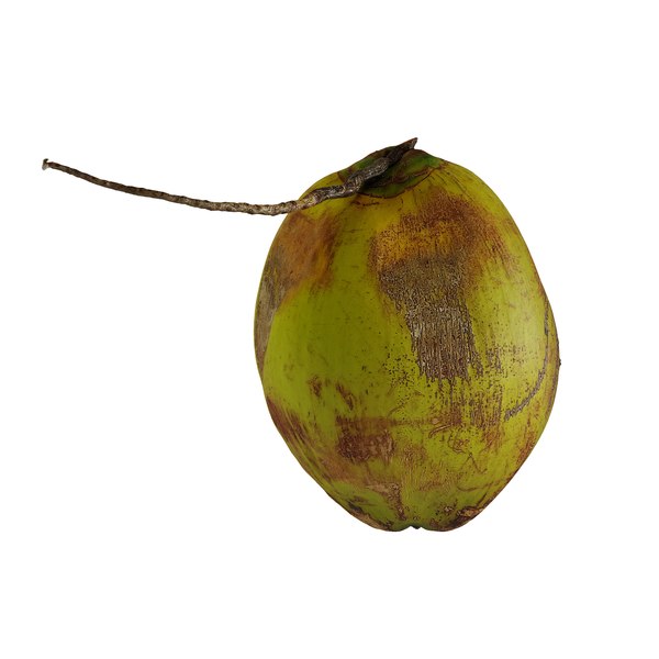 modelo 3d Coconut - Cocos nucifera - TurboSquid 2070024