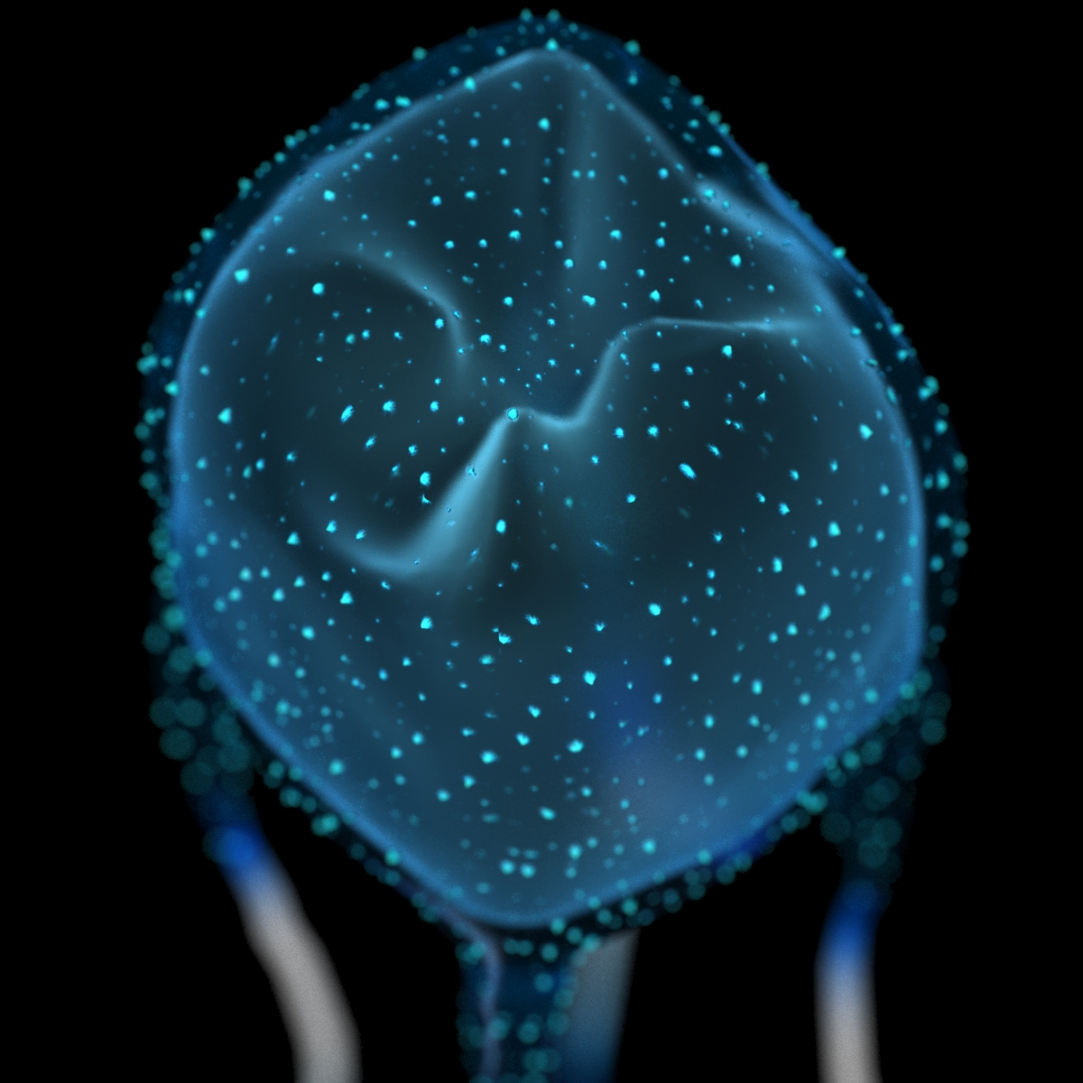 盒子水母（Cubozoa）3D模型 - TurboSquid 1446434