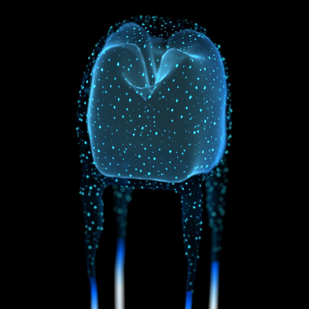 3D Box Jellyfish Cubozoa - TurboSquid 1446434