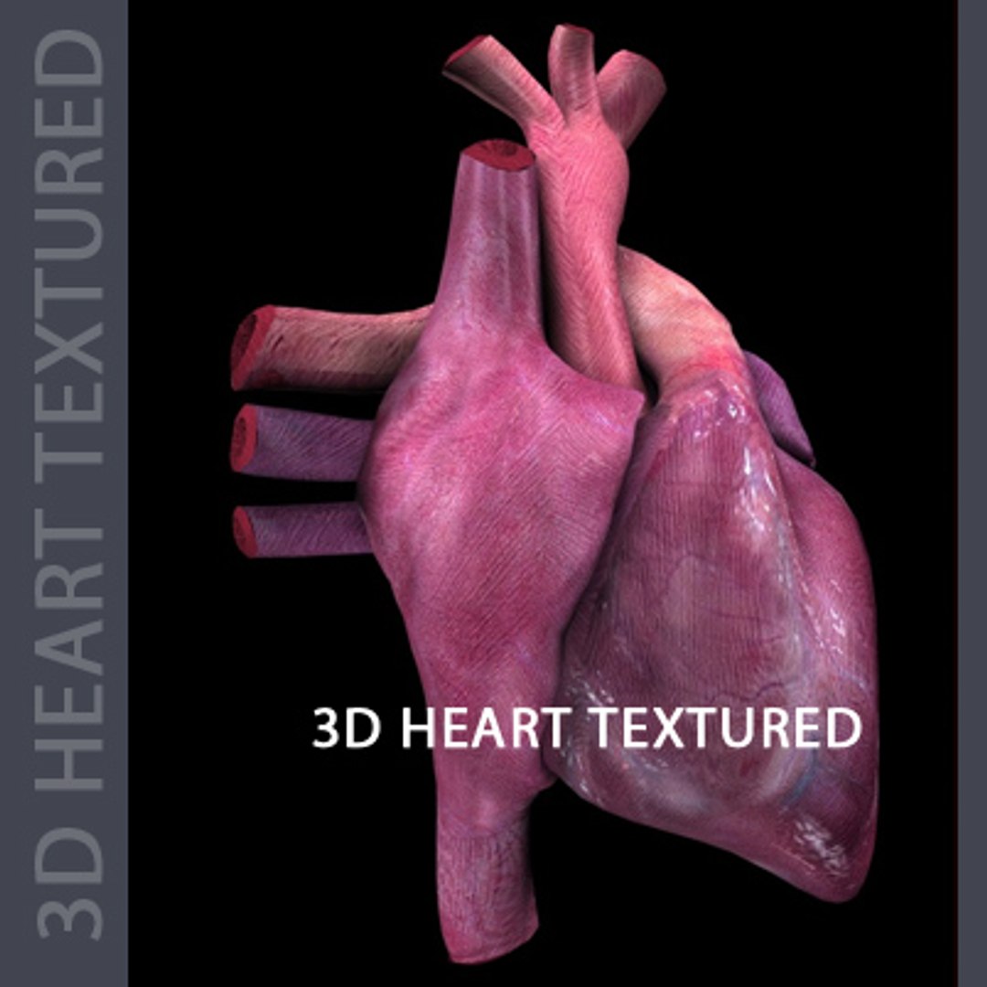 Heart 3d Model