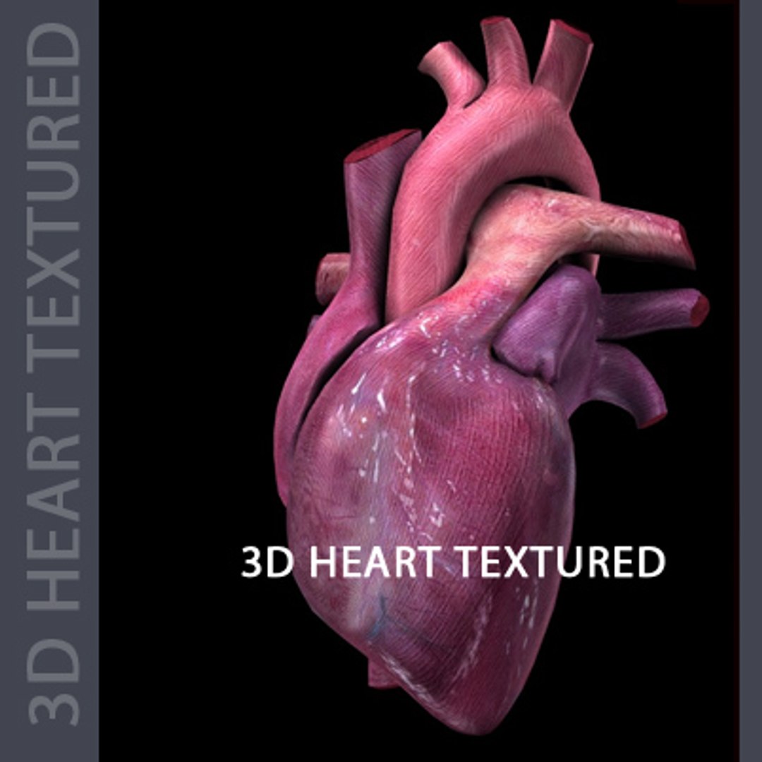 Heart 3d Model