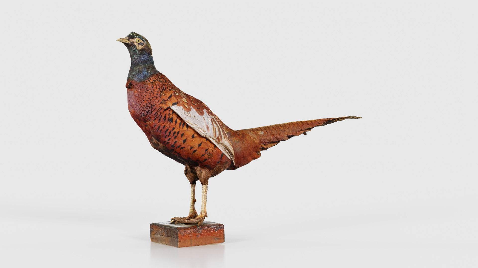 Pheasant Phasianidae Galliformes Remastered Model - TurboSquid 2359527