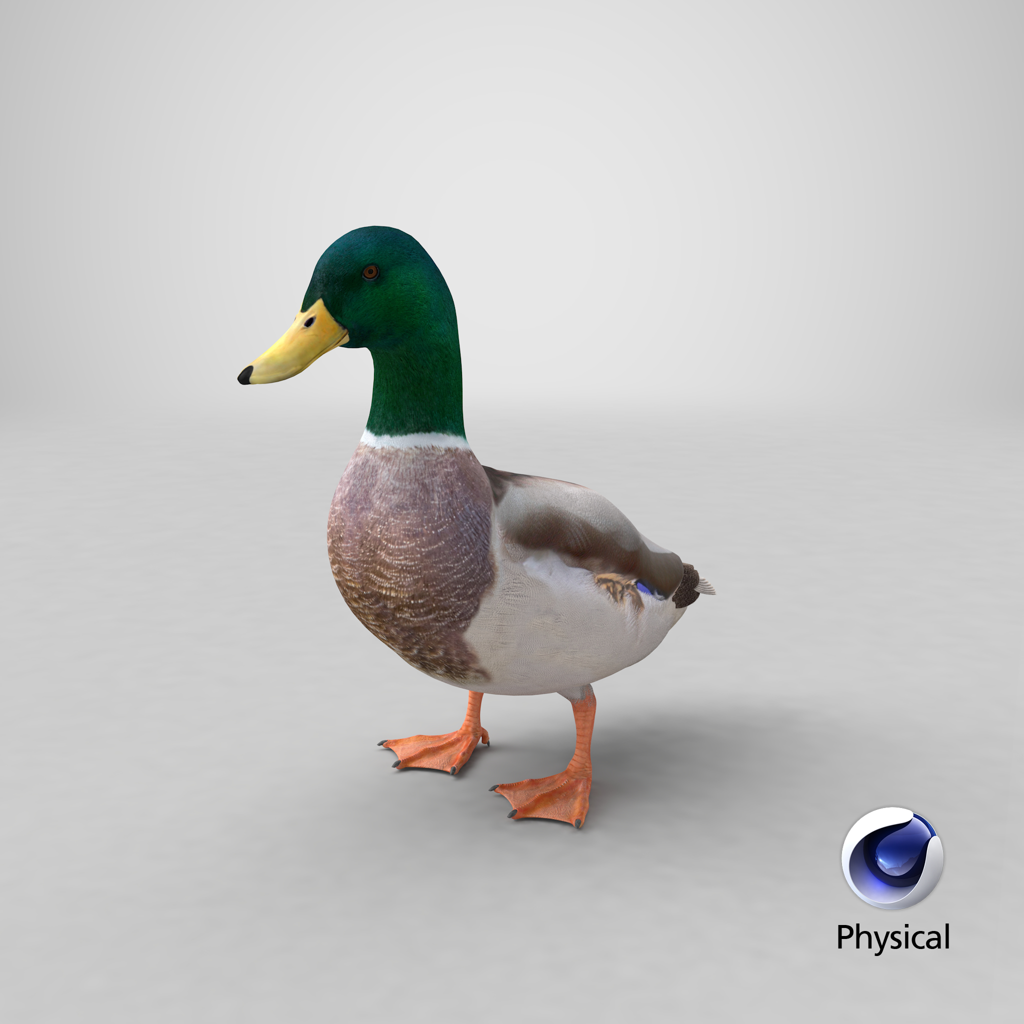 Mallard Duck Male 3D model - TurboSquid 1789706