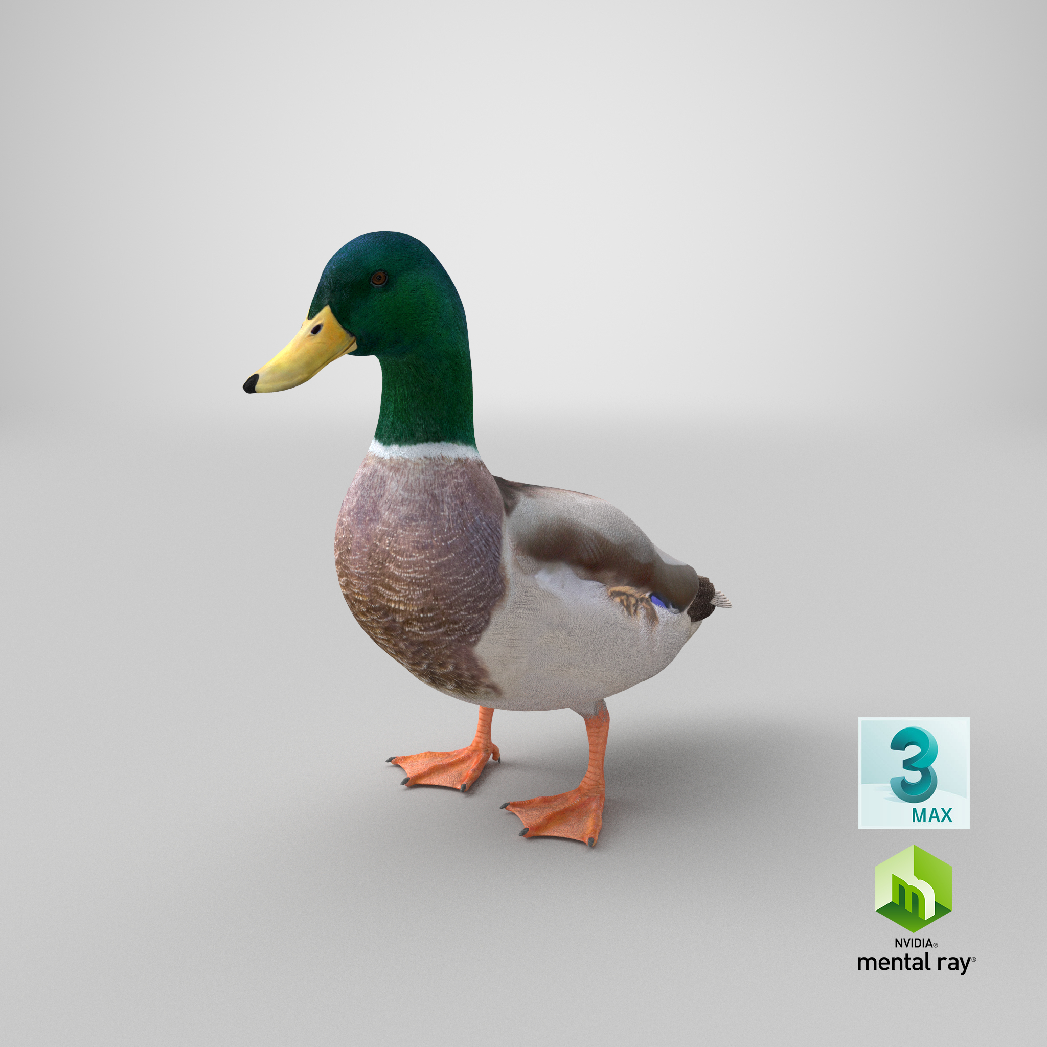 Mallard Duck Male 3D model - TurboSquid 1789706