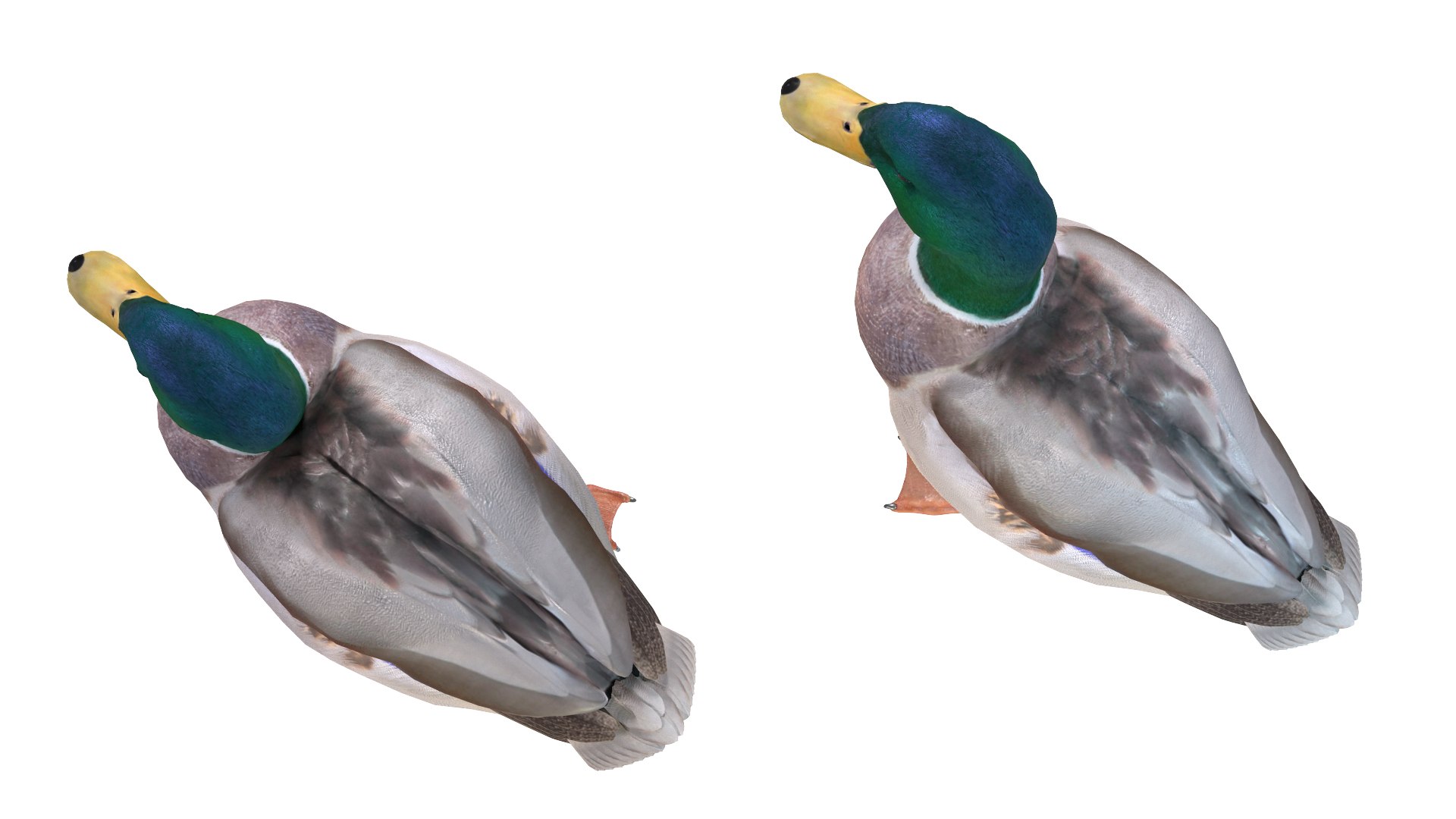 Mallard Duck Male 3D Model - TurboSquid 1789706