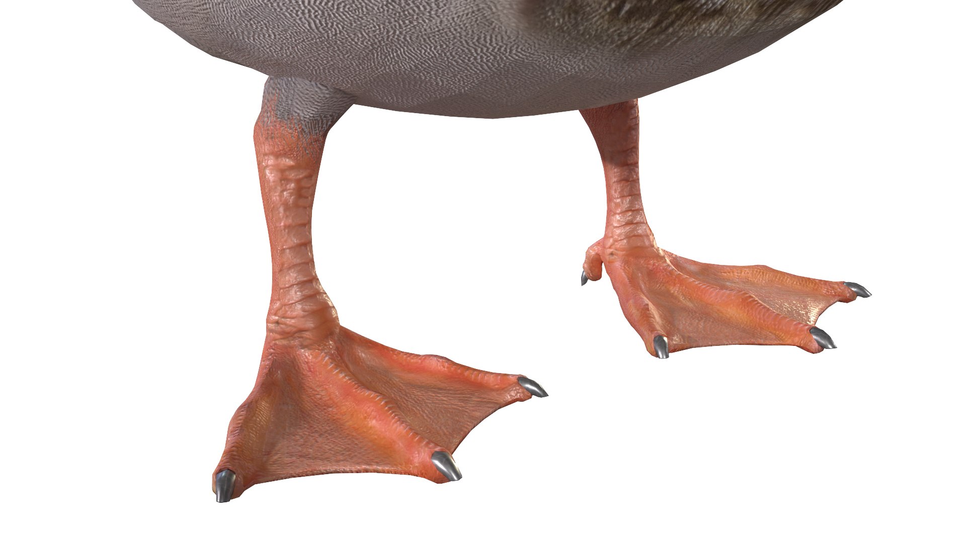 Mallard Duck Male 3D Model - TurboSquid 1789706