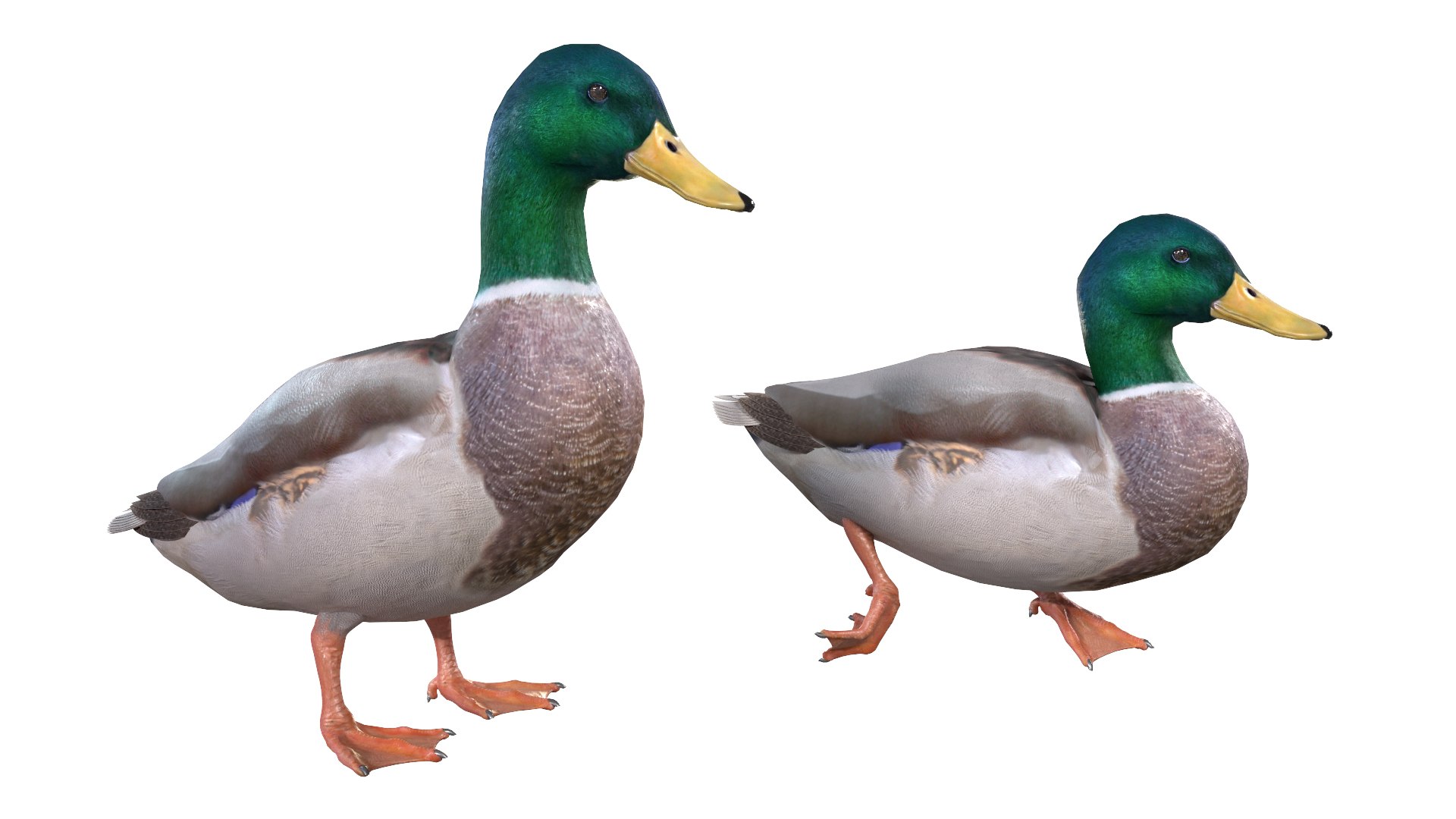 Mallard Duck Male 3D Model - TurboSquid 1789706