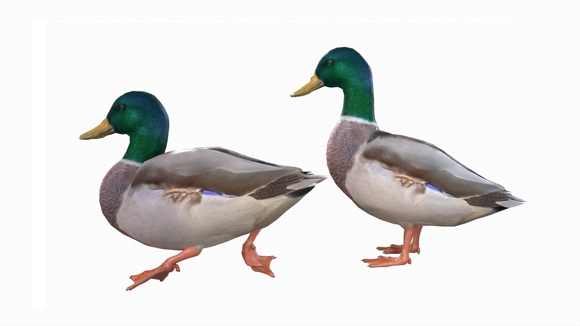 Mallard Duck Male 3D Model - TurboSquid 1789706