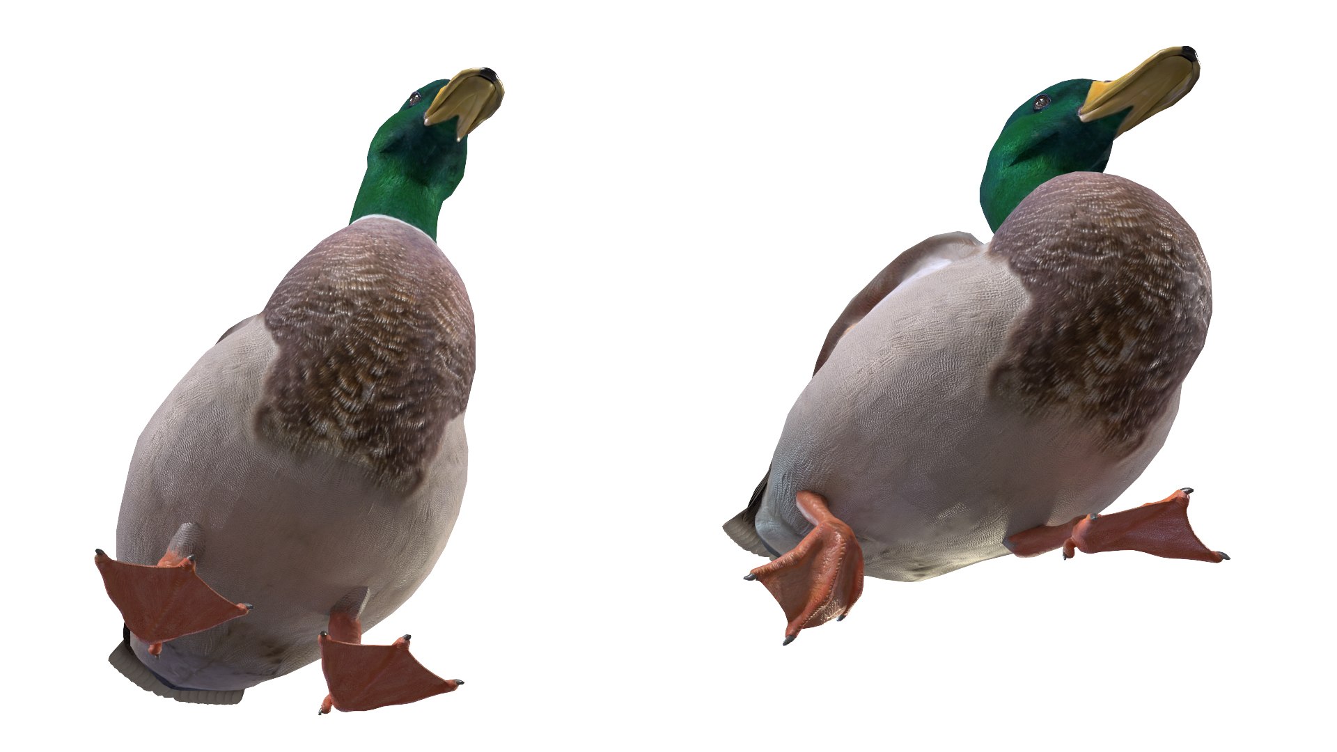 Mallard Duck Male 3D Model - TurboSquid 1789706