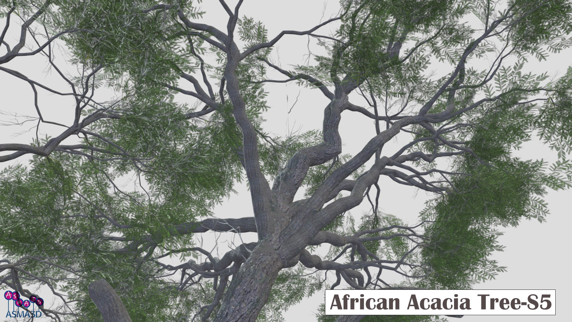 African Acacia Tree-S5 3D - TurboSquid 2202455