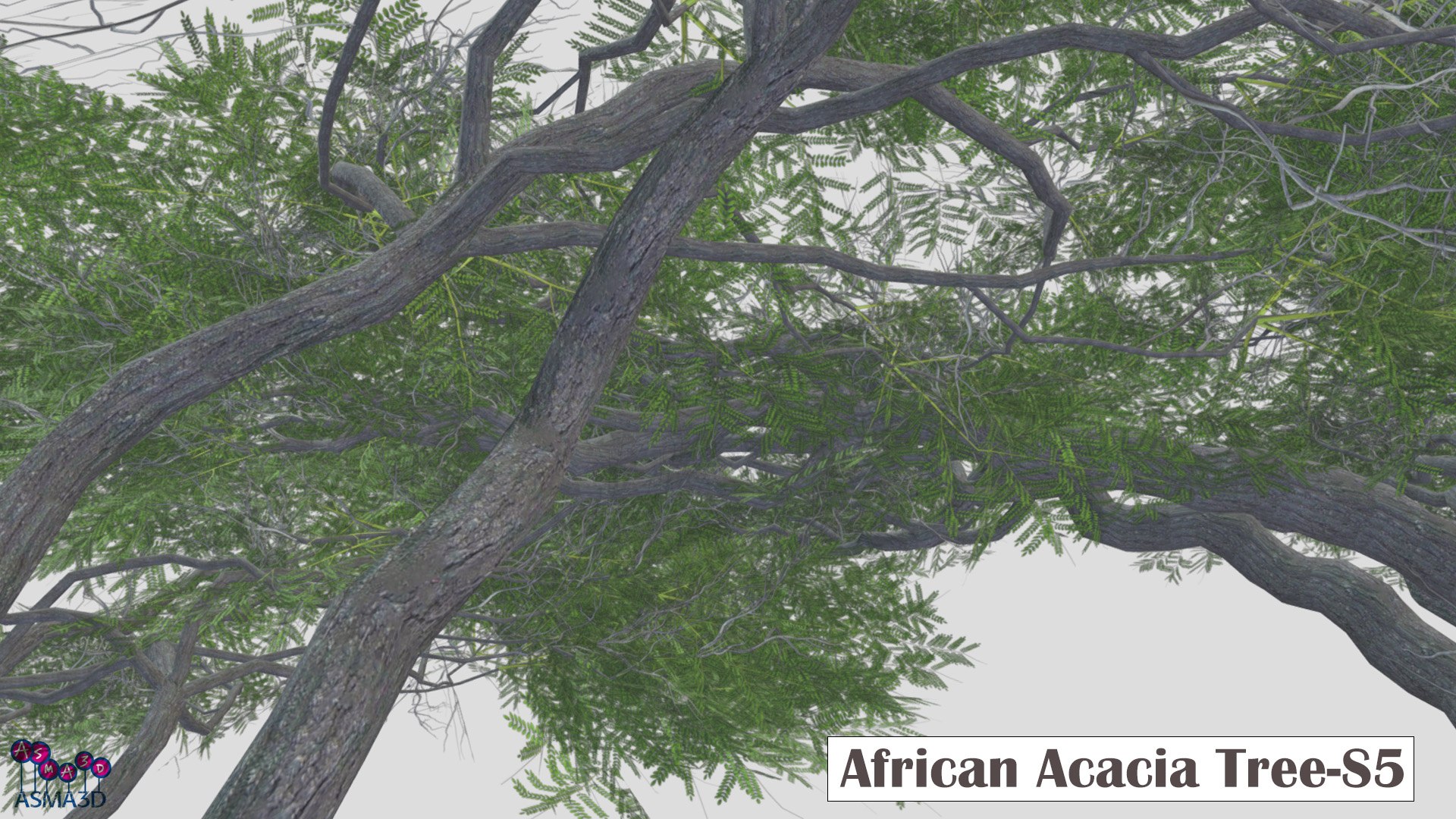 African Acacia Tree-S5 3D - TurboSquid 2202455