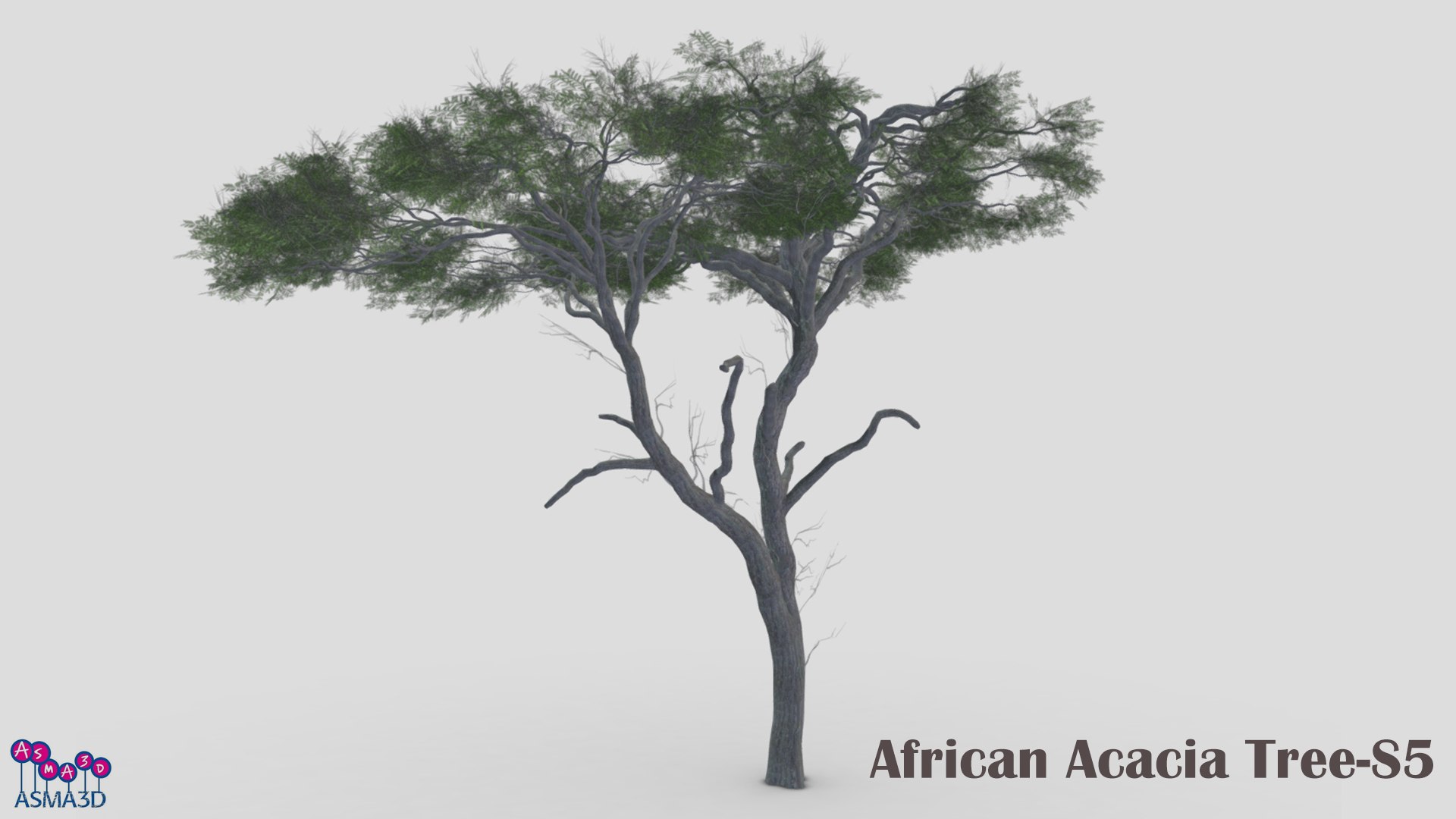 African Acacia Tree-S5 3D - TurboSquid 2202455