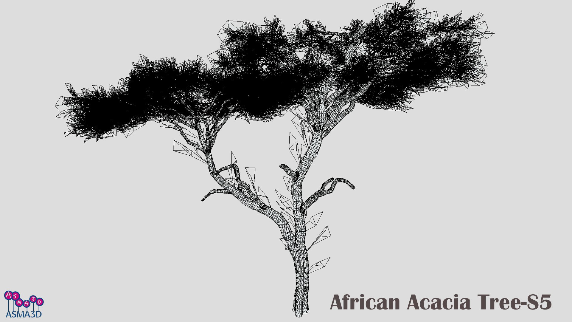 African Acacia Tree-S5 3D - TurboSquid 2202455
