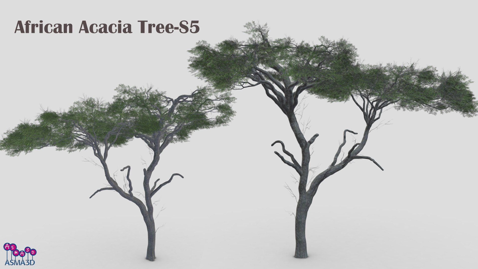 African Acacia Tree-S5 3D - TurboSquid 2202455