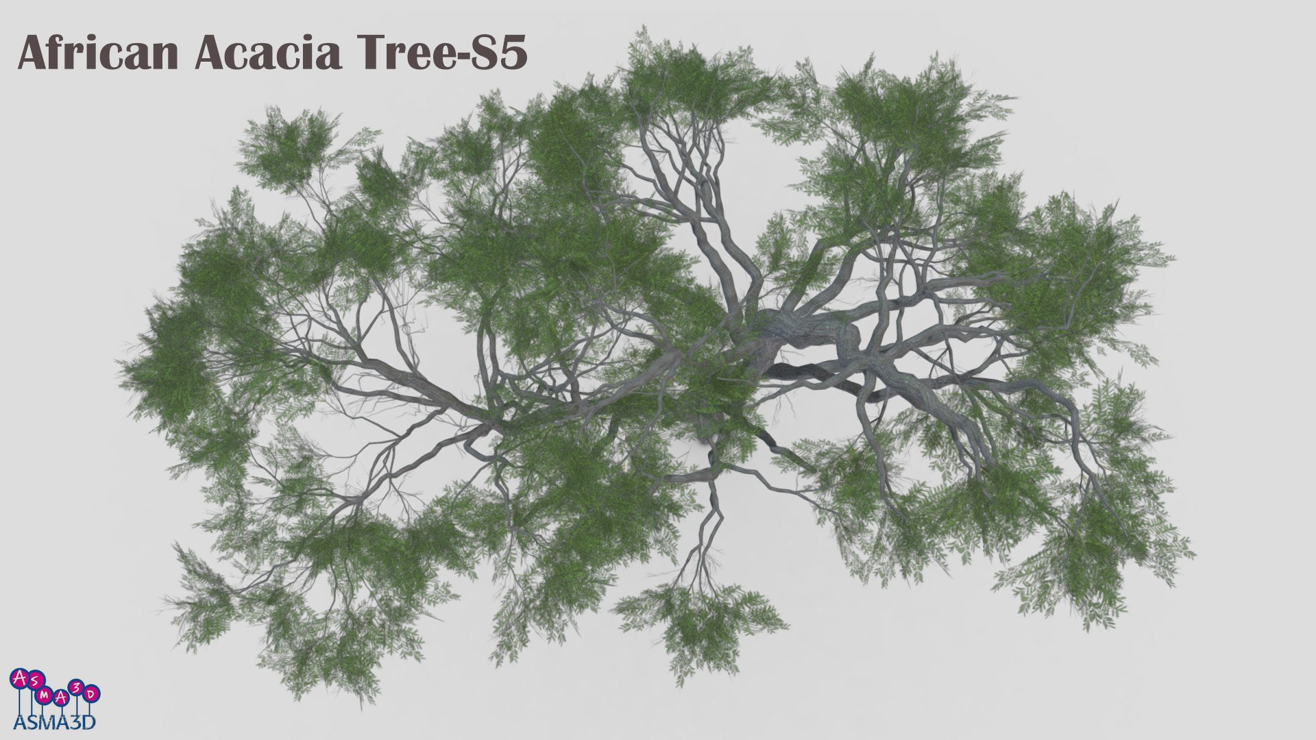 African Acacia Tree-S5 3D - TurboSquid 2202455