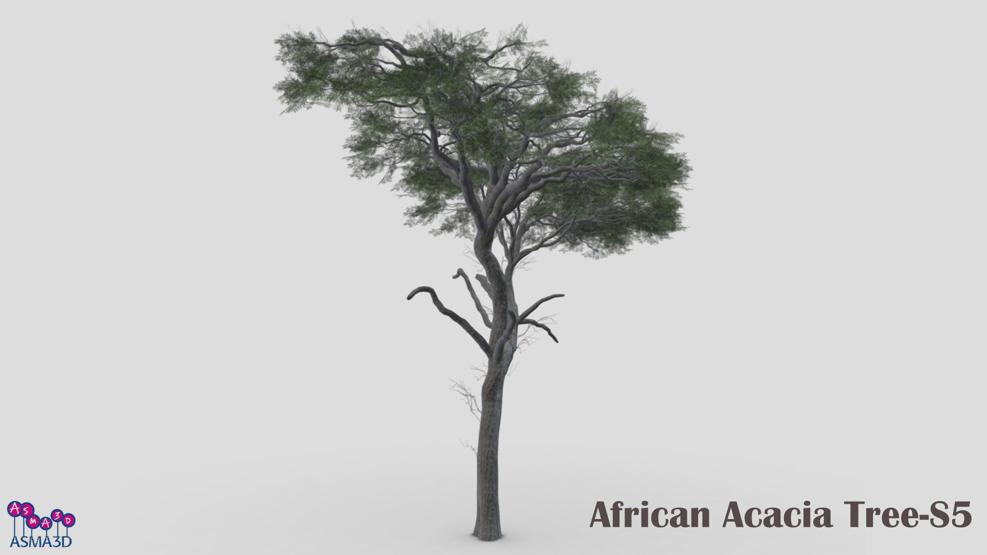 African Acacia Tree-S5 3D - TurboSquid 2202455
