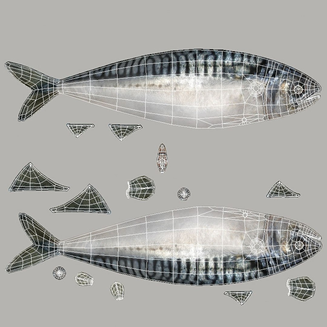 3dsmax Scombridae Fish