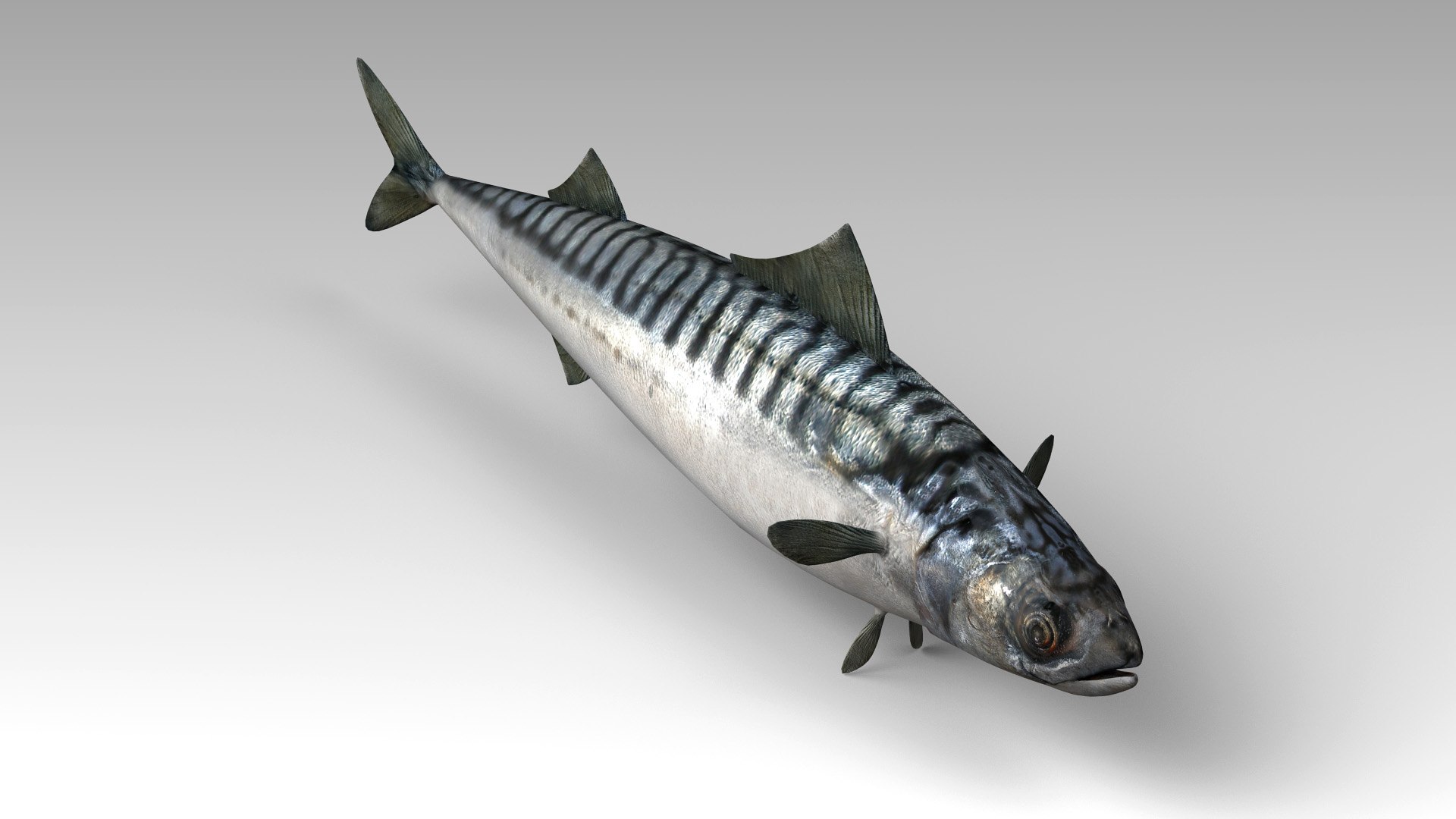 3dsmax Scombridae Fish