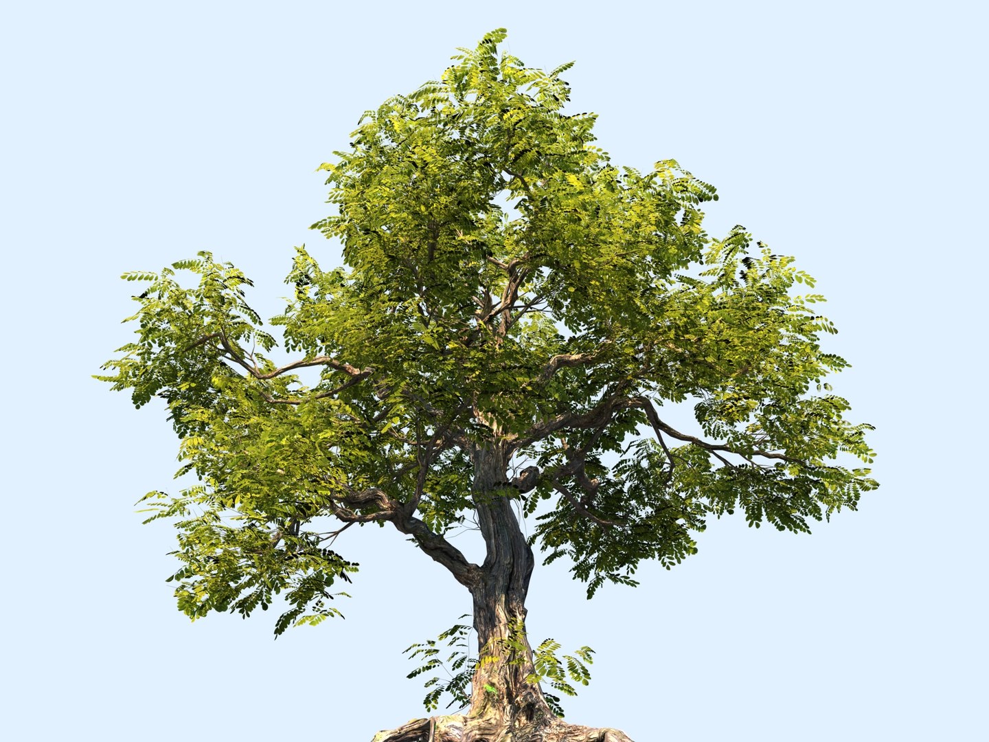 3D Tree Scanned Ready - TurboSquid 1284943