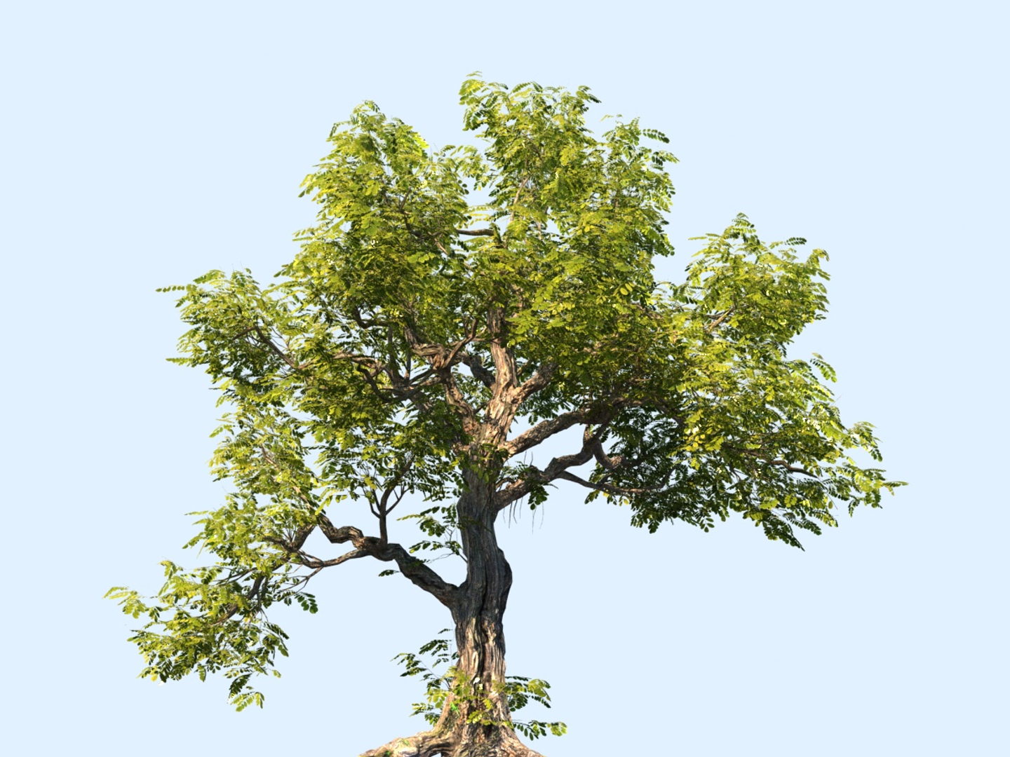 3D Tree Scanned Ready - TurboSquid 1284943