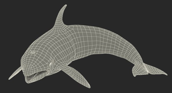 modelo 3d Killer Whale Rigged para Cinema 4D - TurboSquid 1244190
