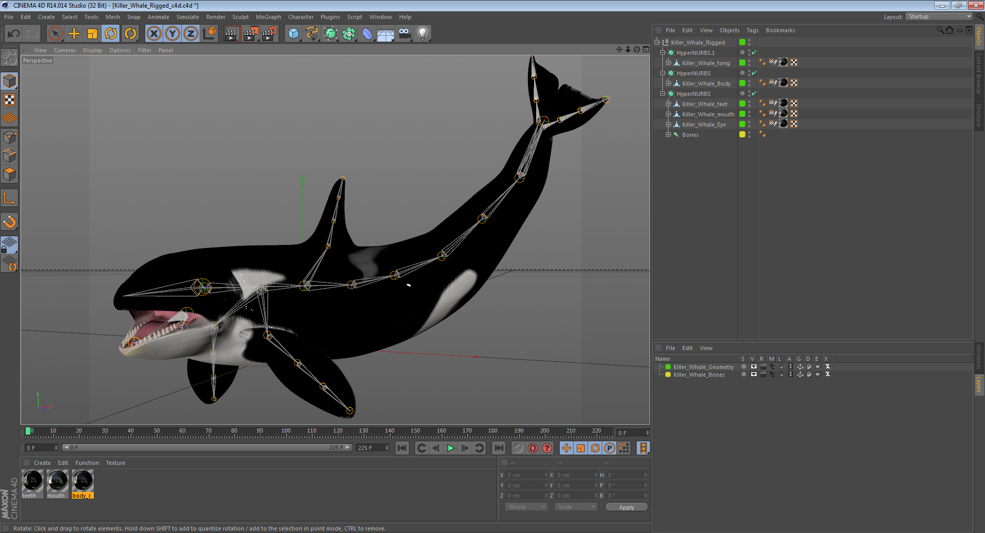 Killer whale rigged 3D - TurboSquid 1244190