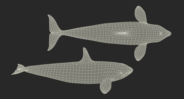 modelo 3d Killer Whale Rigged para Cinema 4D - TurboSquid 1244190