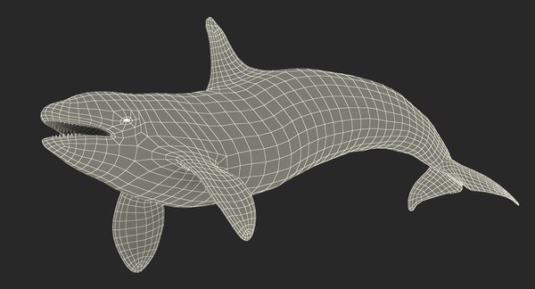 modelo 3d Killer Whale Rigged para Cinema 4D - TurboSquid 1244190