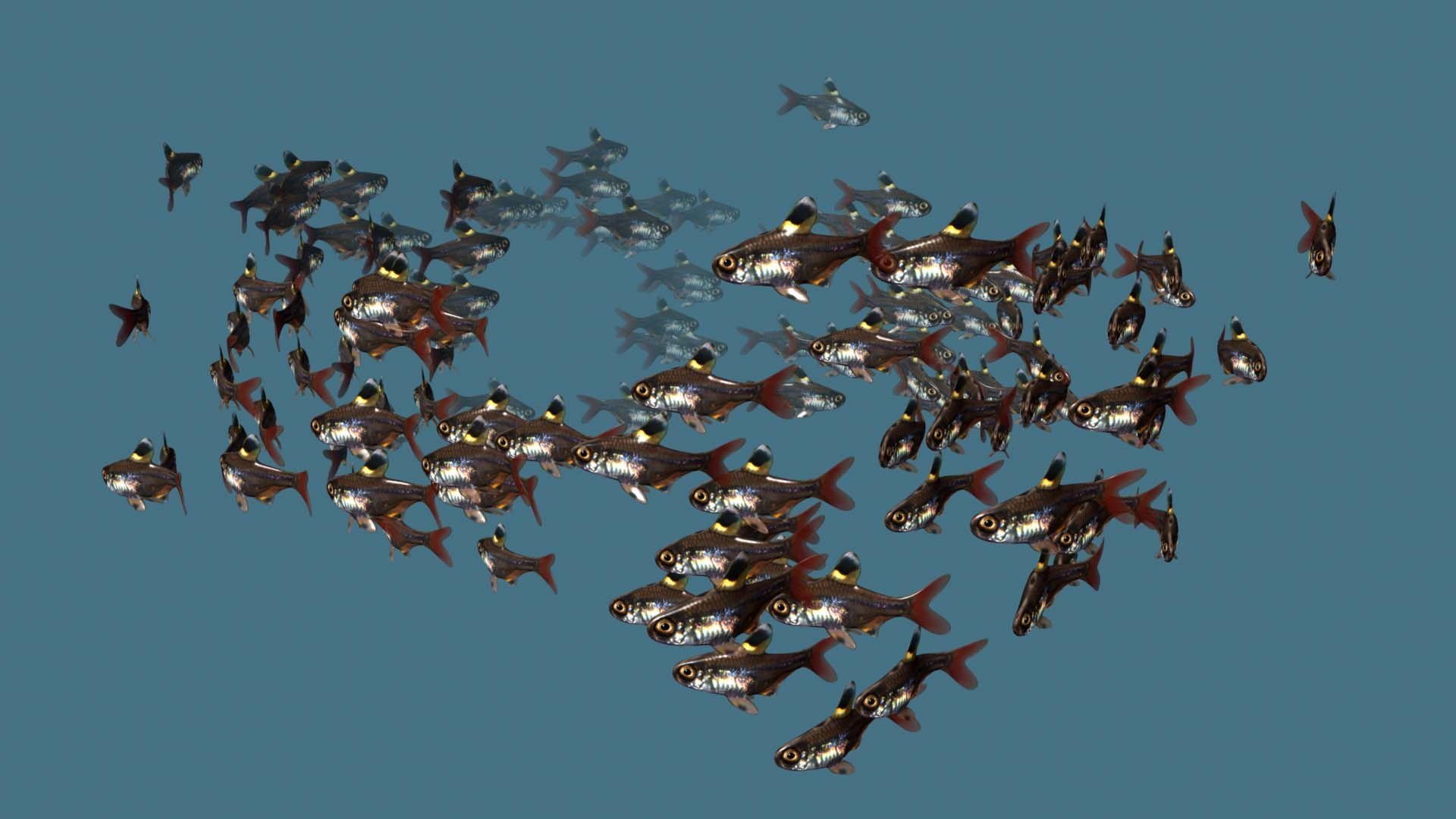 3d School Fish Swimming