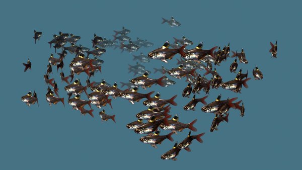 3d school fish swimming