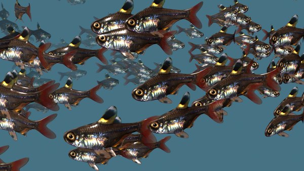 3d school fish swimming