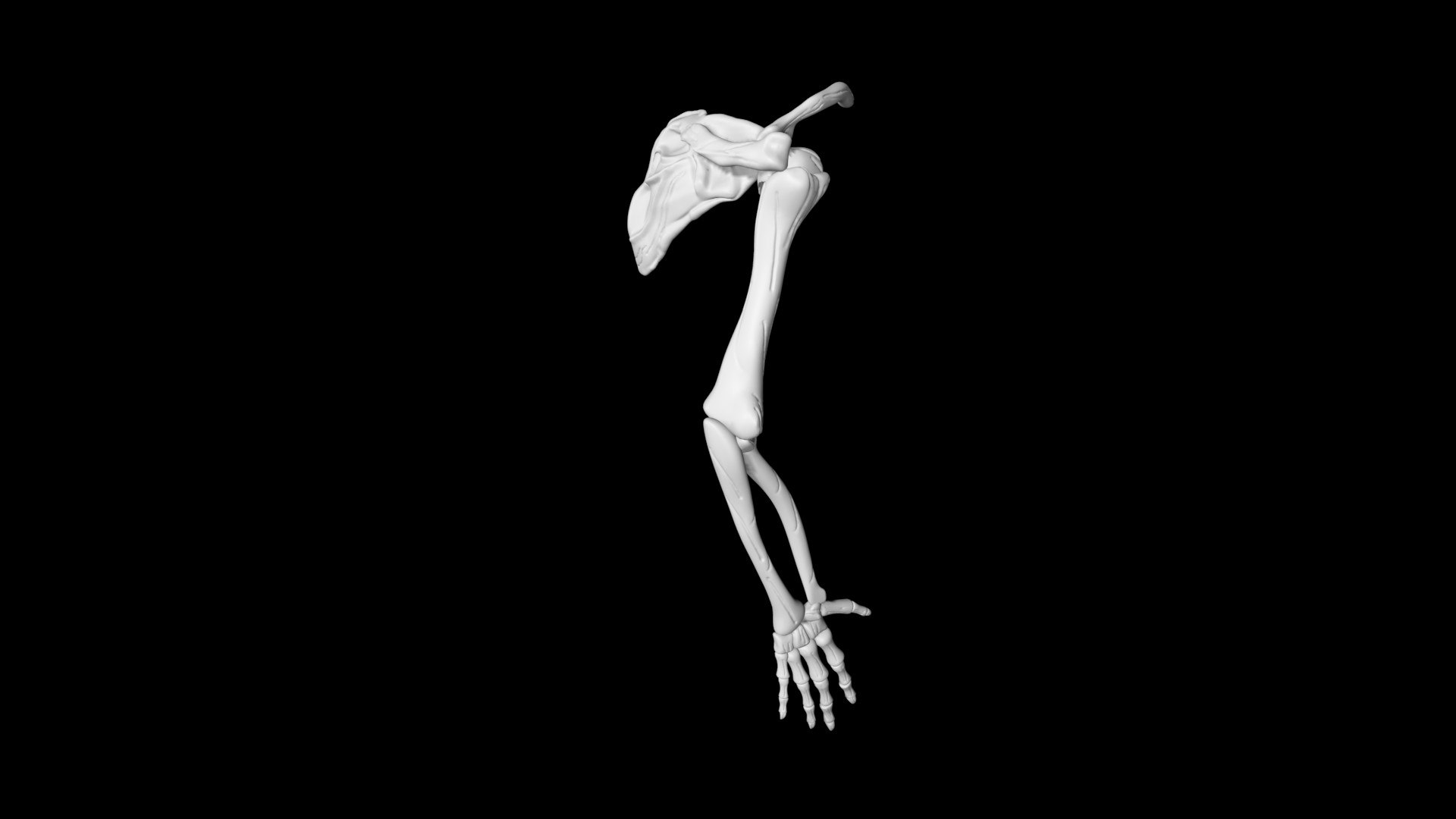 Rigged Skeletal Arm 3D Model - TurboSquid 1891141