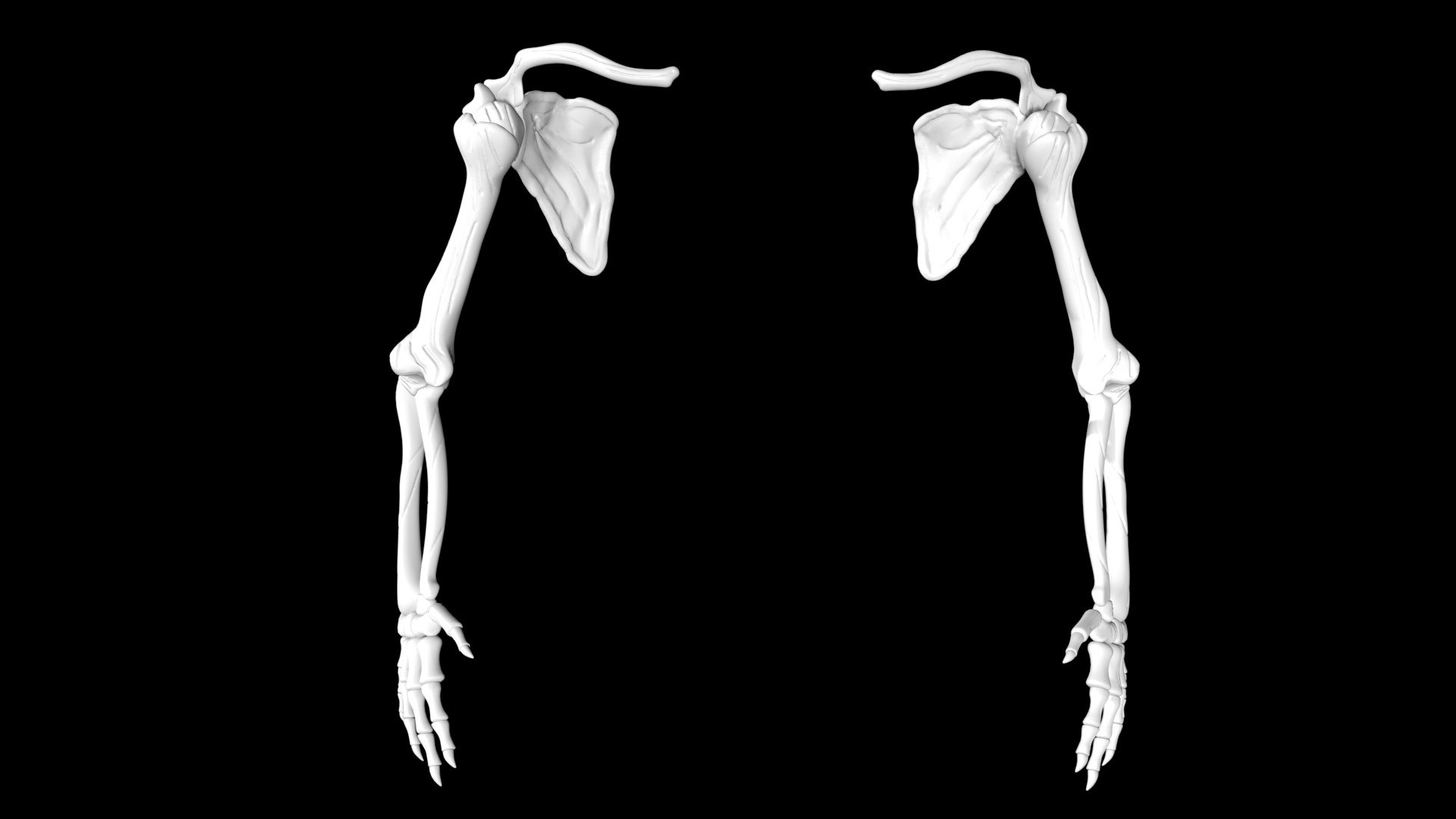 Rigged Skeletal Arm 3D Model - TurboSquid 1891141