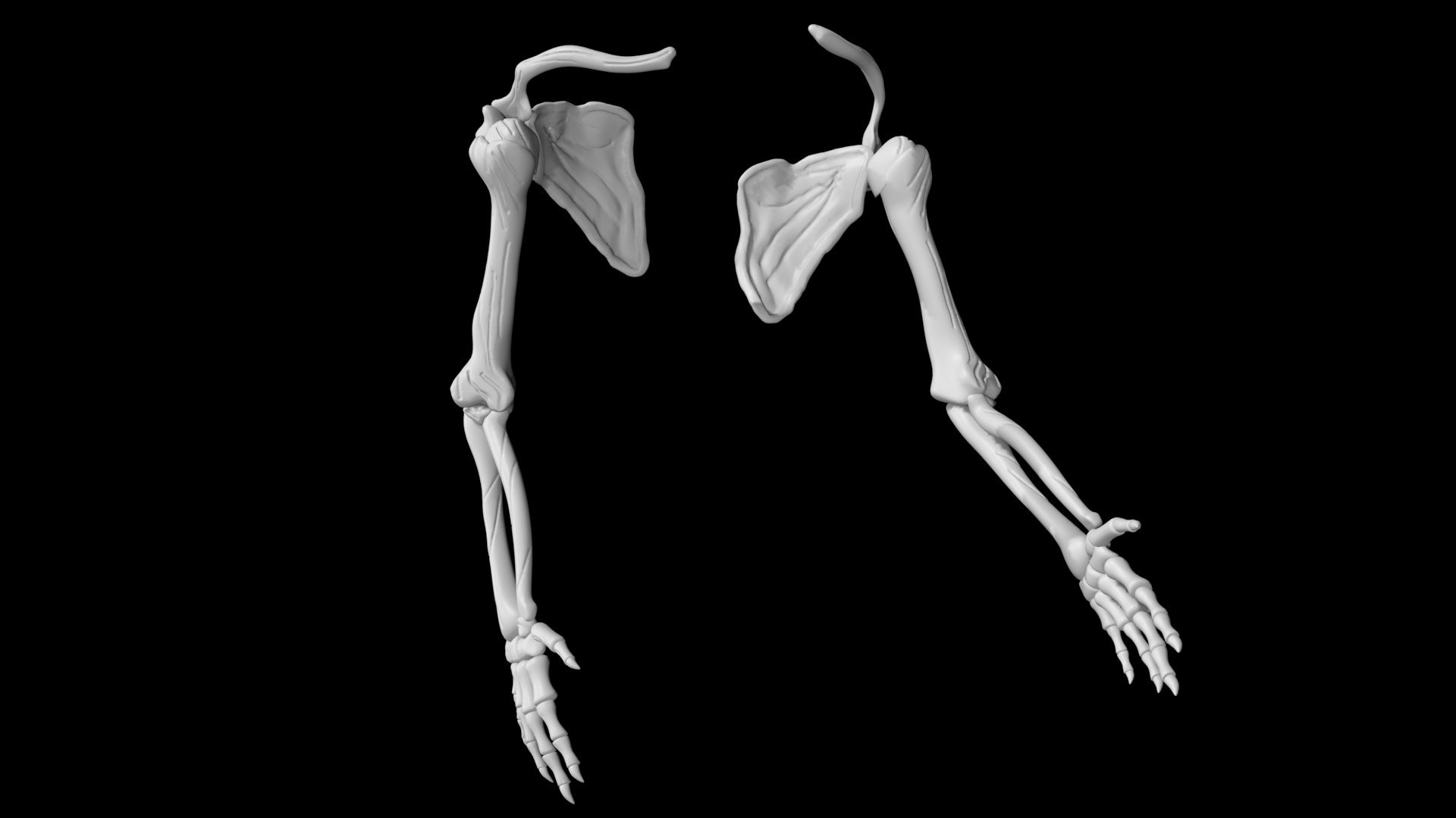 Rigged Skeletal Arm 3D Model - TurboSquid 1891141