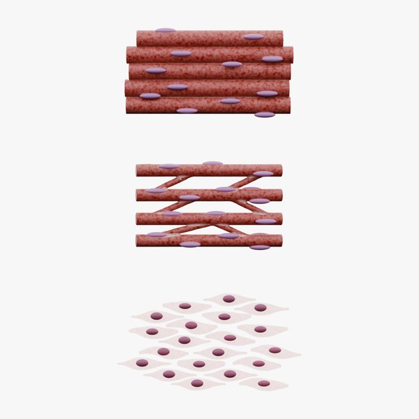 modelo 3d Tipos de tejido muscular - TurboSquid 2496414