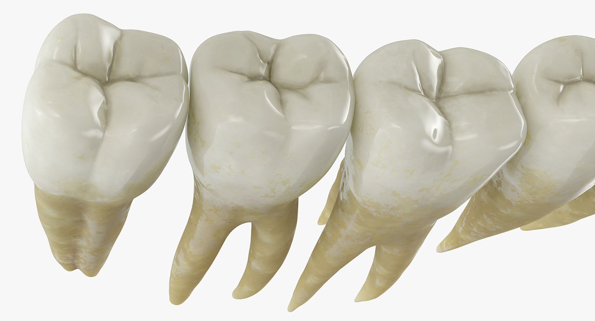 3D human teeth - TurboSquid 1280448