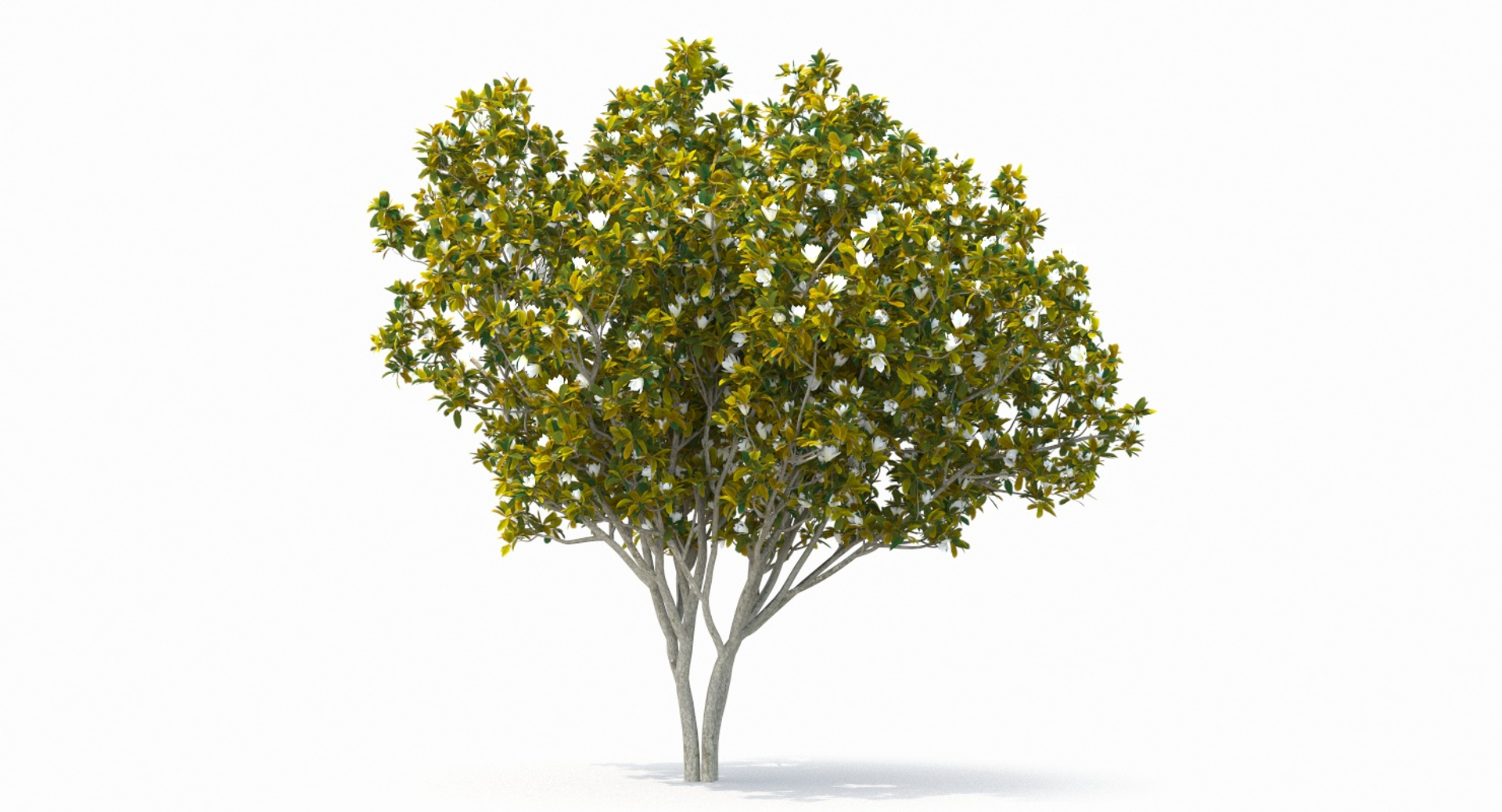 Southern Magnolia Tree 3D Model - TurboSquid 1412716