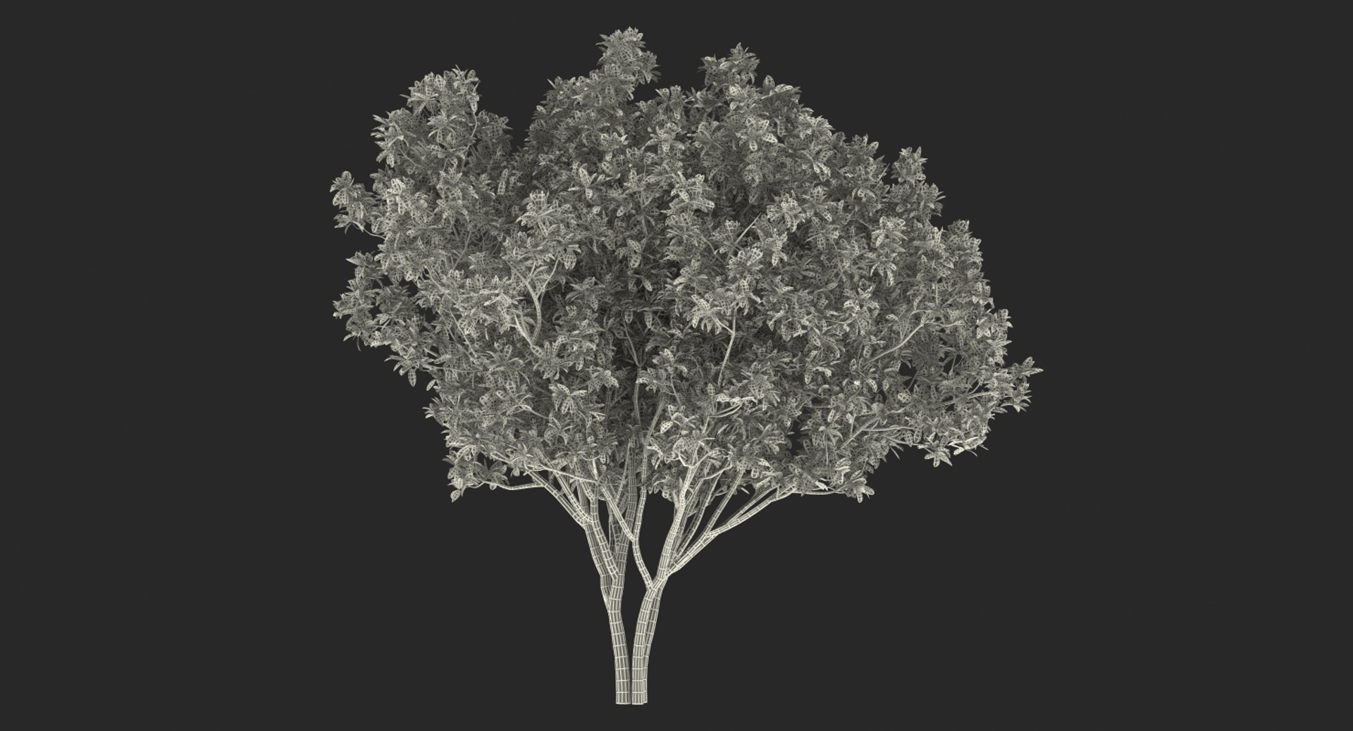 Southern Magnolia Tree 3D Model - TurboSquid 1412716