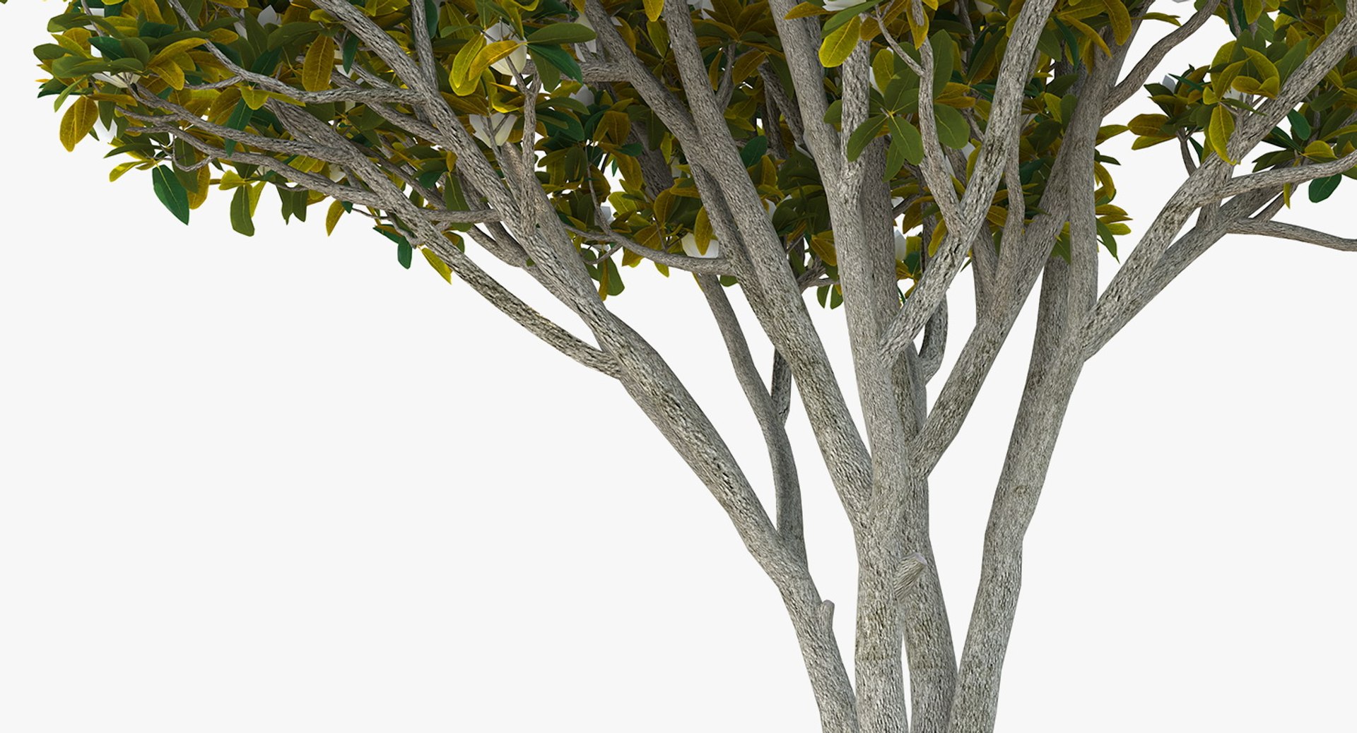 Southern Magnolia Tree 3D Model - TurboSquid 1412716