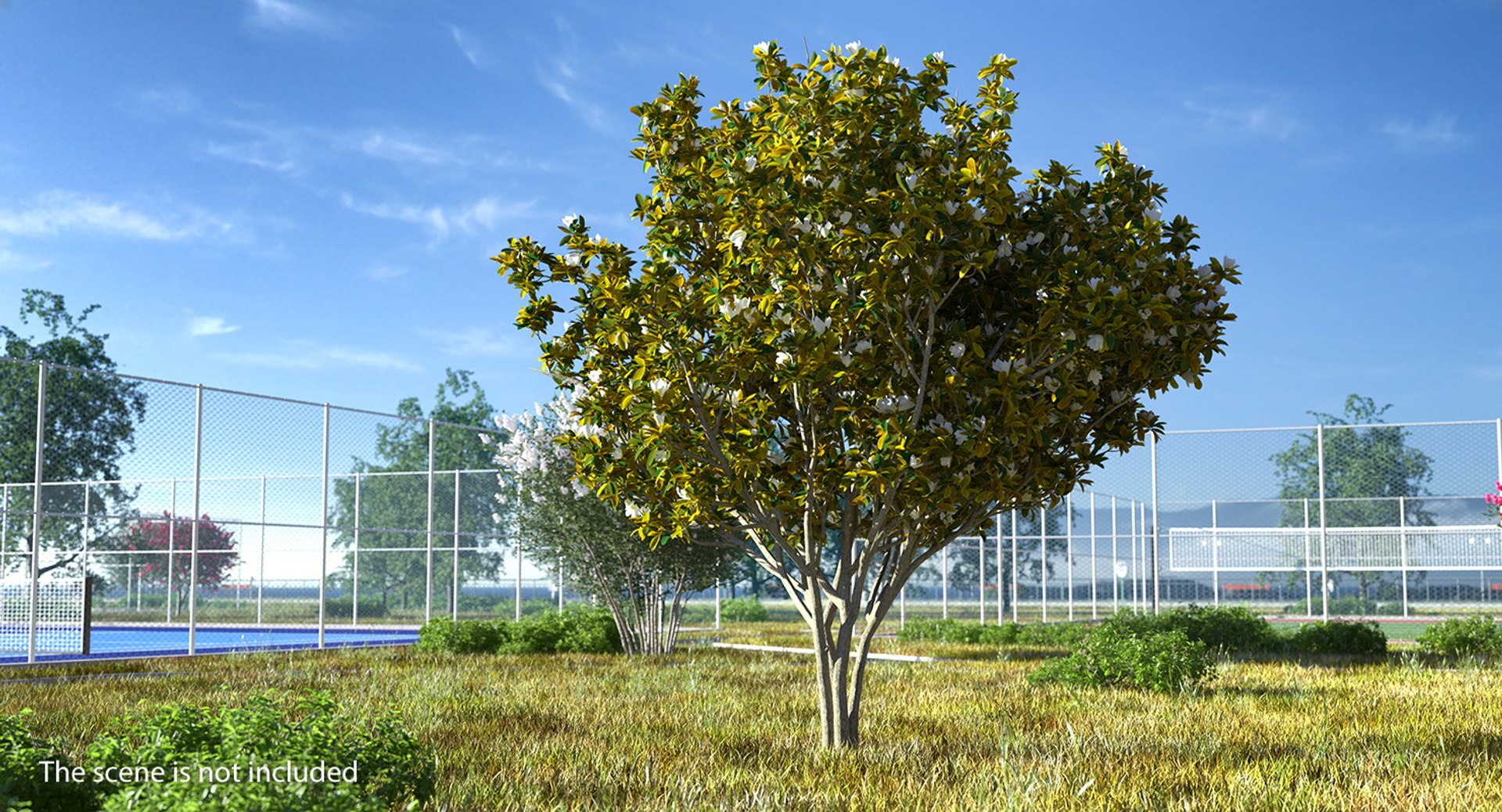 Southern Magnolia Tree 3D Model - TurboSquid 1412716