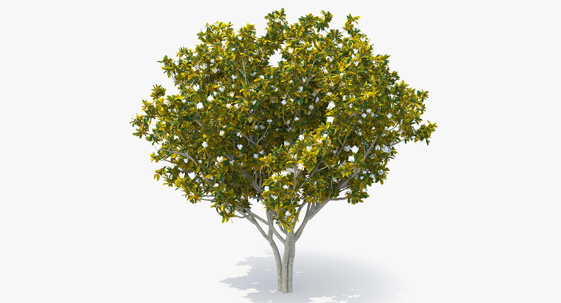 Southern Magnolia Tree 3D Model - TurboSquid 1412716