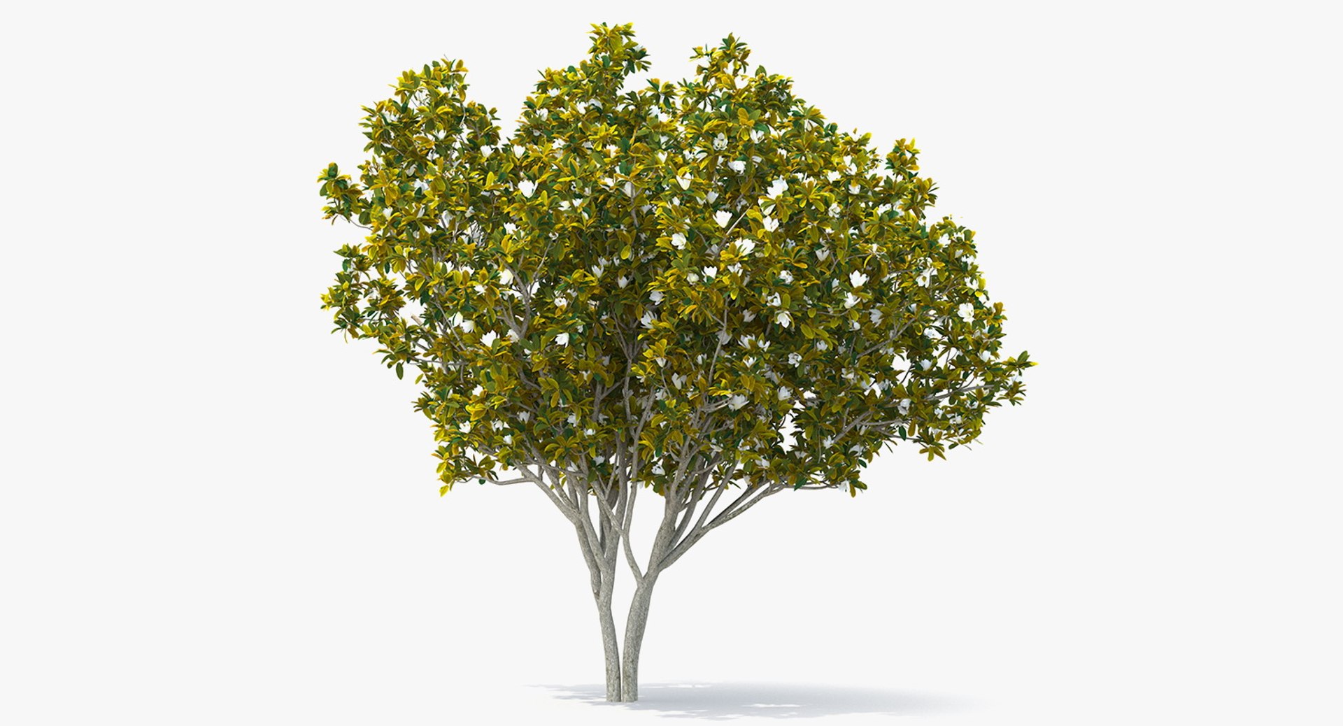 Southern magnolia tree 3D model - TurboSquid 1412716