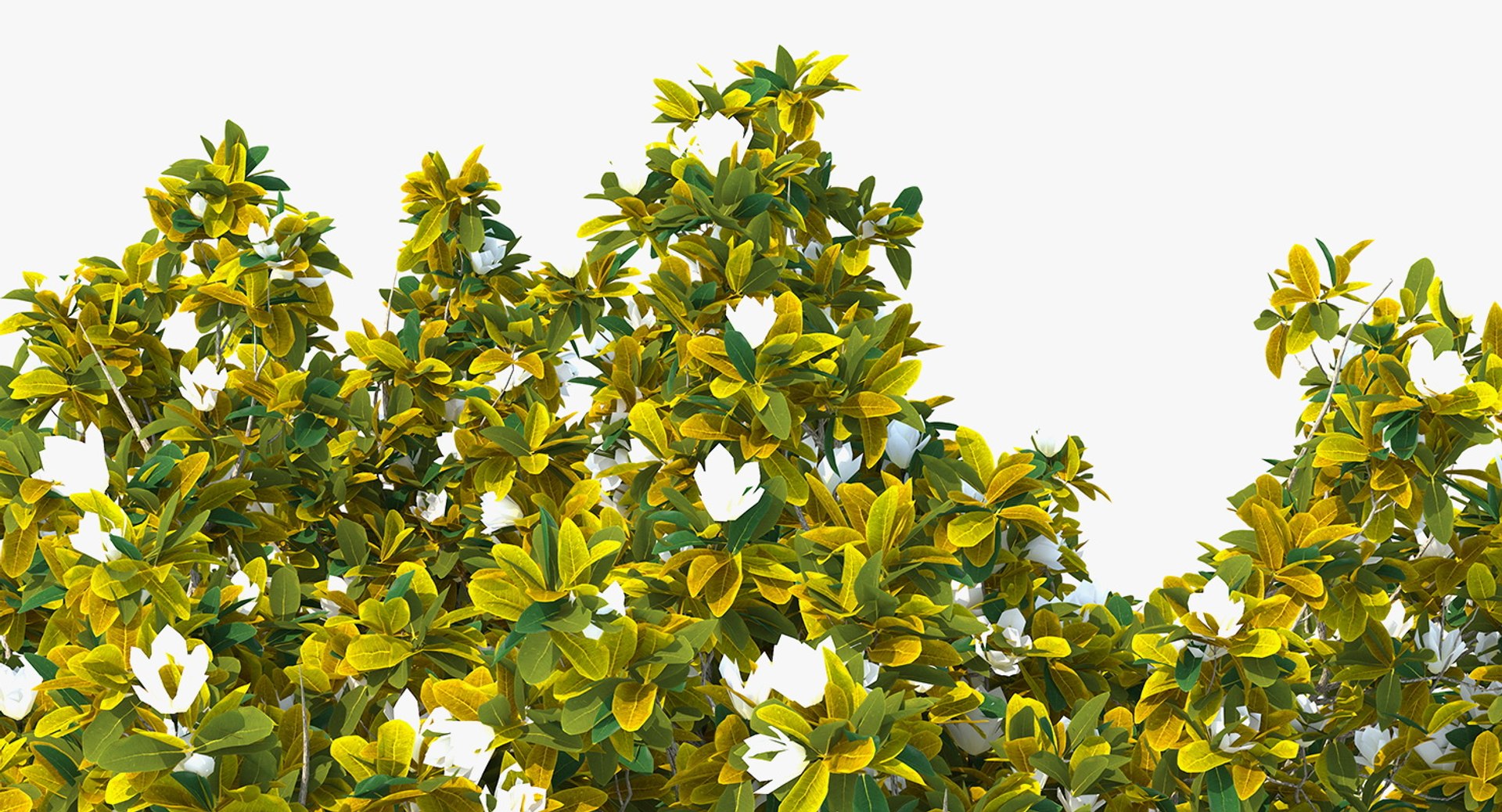 Southern magnolia tree 3D model - TurboSquid 1412716