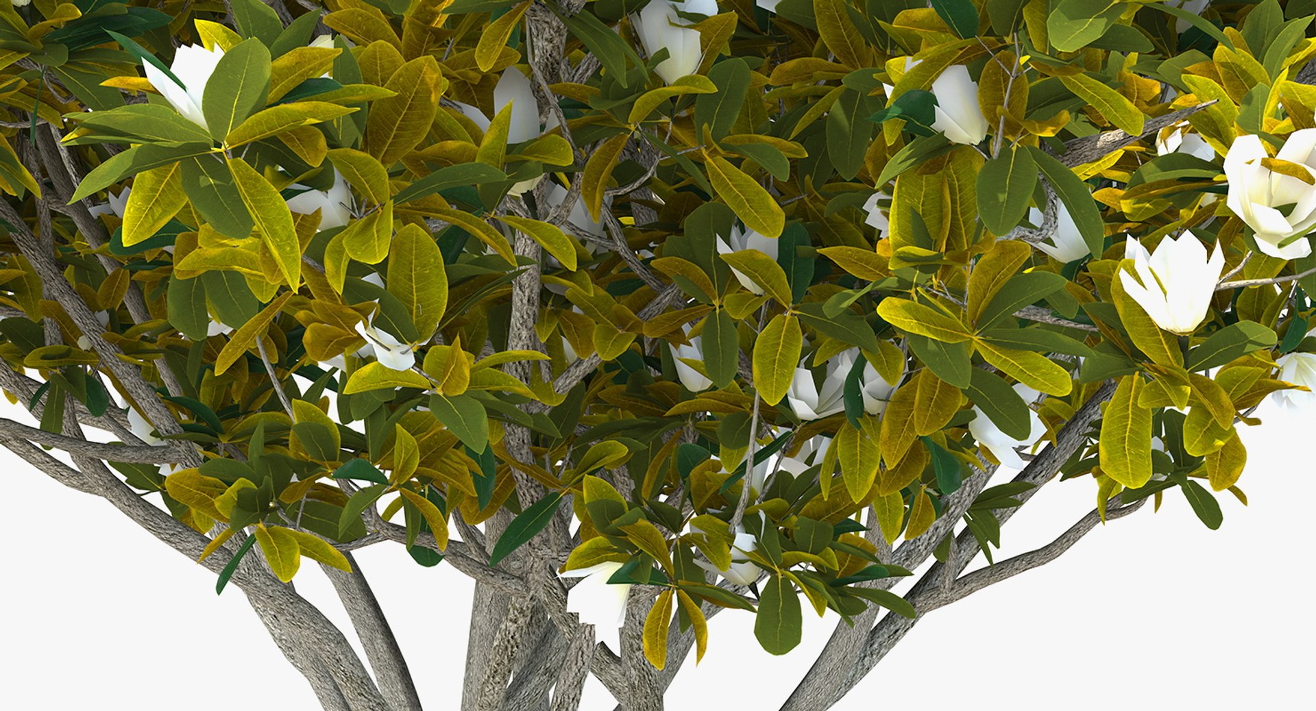 Southern magnolia tree 3D model - TurboSquid 1412716