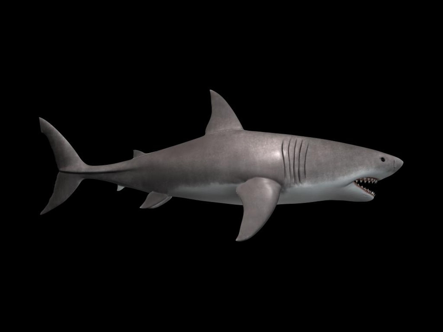 resolution shark 3d model