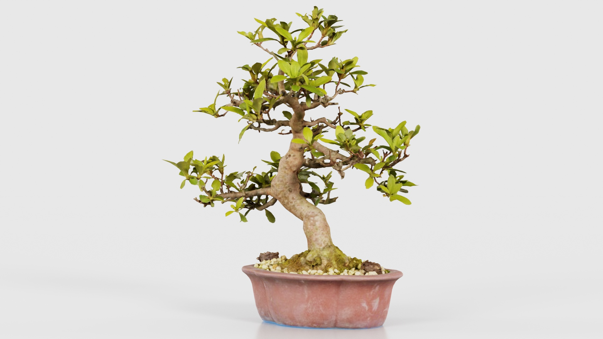 Carmona Bonsai Tree Leaves Carmonas Carmona Microphylla Remastered ...