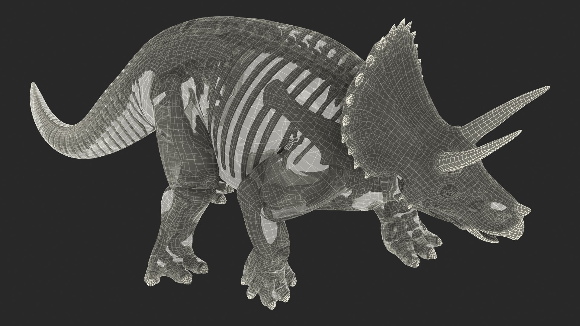 Triceratops fossil walking pose model - TurboSquid 1503552