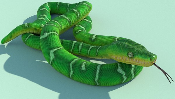 Emerald Tree Boa Rigged Animated 3D model - TurboSquid 1727259