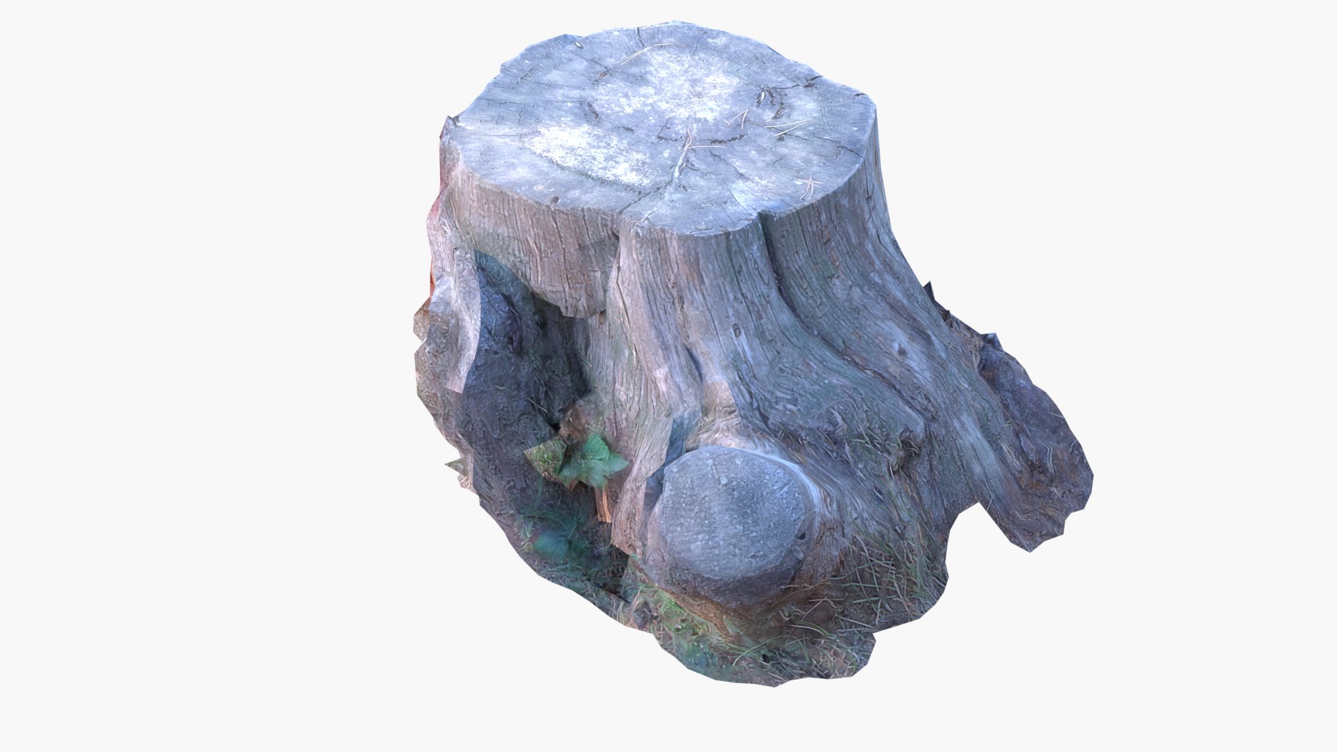 Lowpoly 3d Scanned Pine Trunks - Pinus Pinea And Pinaster Model ...