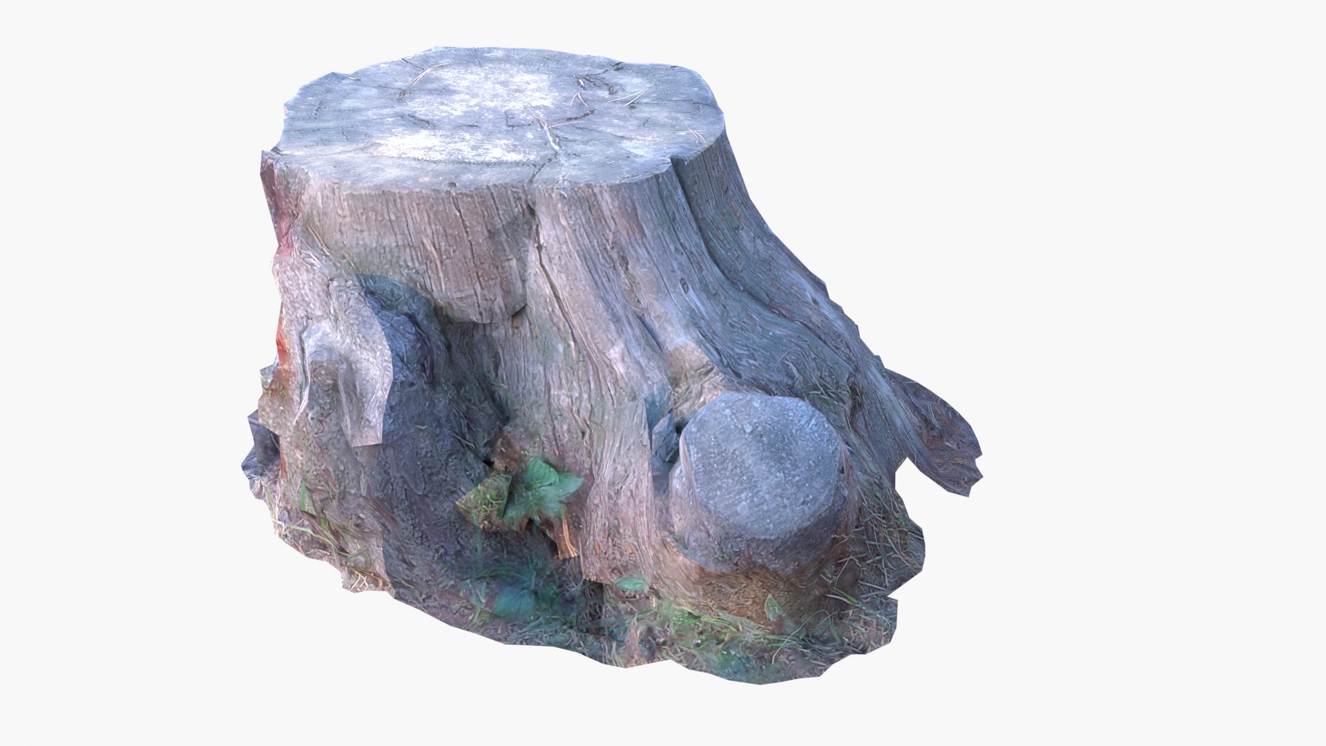 Lowpoly 3d Scanned Pine Trunks - Pinus Pinea And Pinaster Model ...